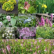 Marginal Plants – UK AQUATIC GARDEN SUPPLIES