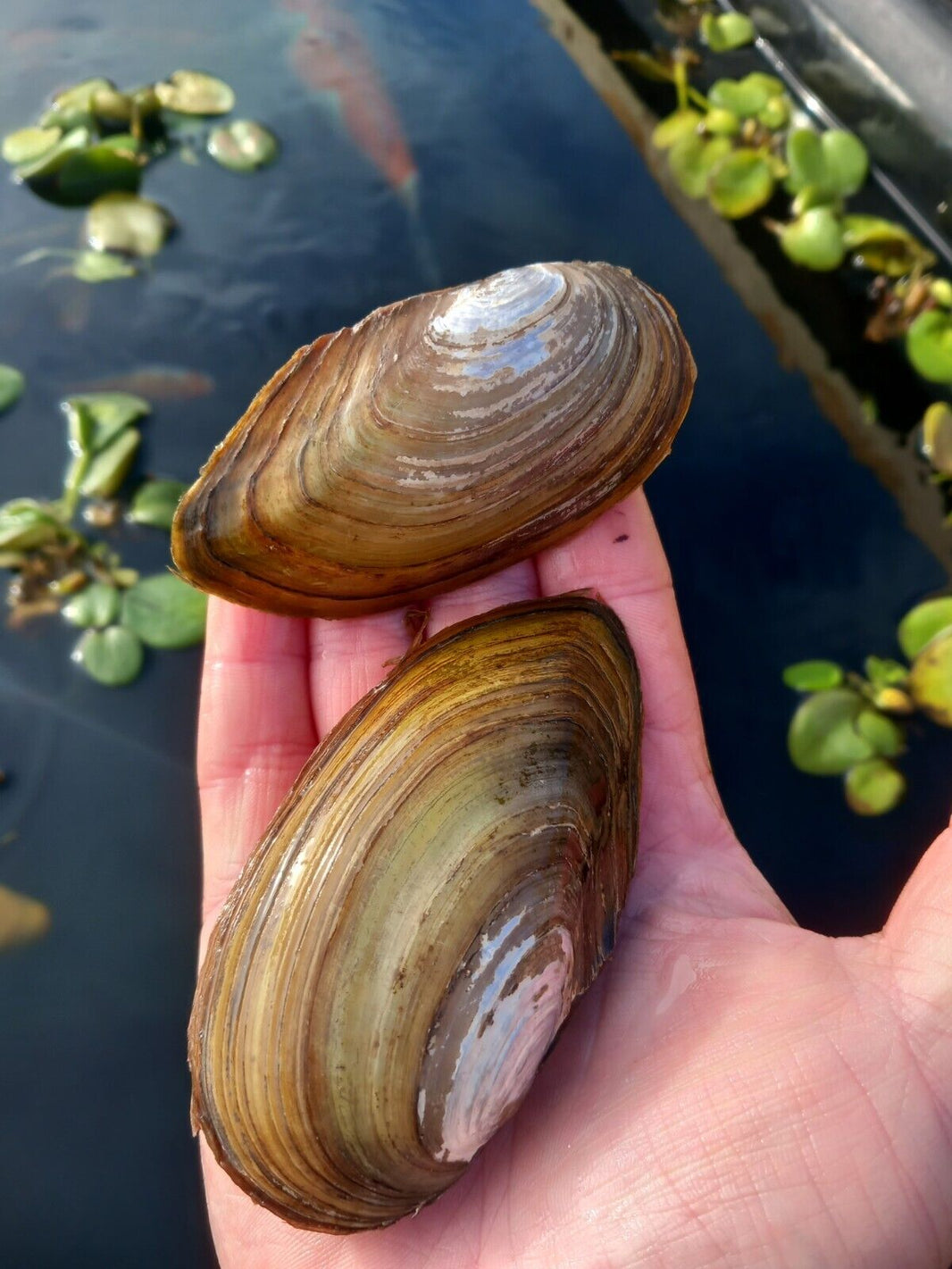 POND SNAILS UK NATIVE SWAN MUSSELS – UK AQUATIC GARDEN SUPPLIES