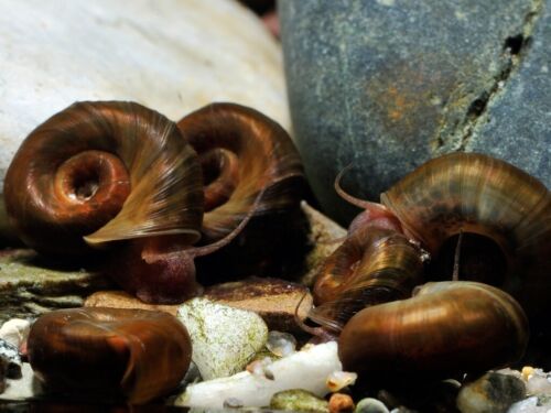 POND SNAILS ADULT RAMSHORN EAT ALGAE UK NATIVE POND SNAIL – UK AQUATIC ...